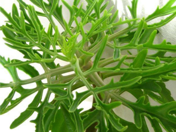 Kalanchoe laciniata (Christmas Tree Plant) - World of Succulents