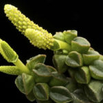 Peperomia columella - World of Succulents