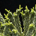 Peperomia columella - World of Succulents