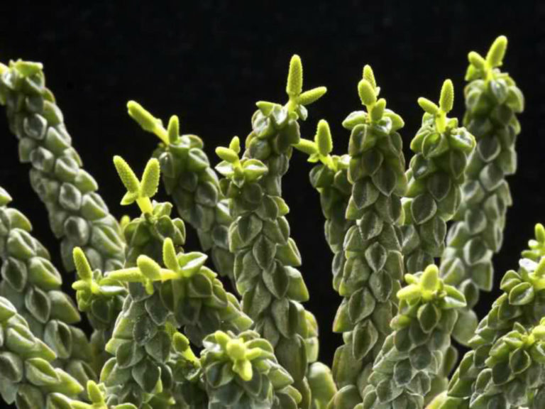 Peperomia columella - World of Succulents
