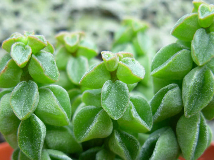 Peperomia columella - World of Succulents