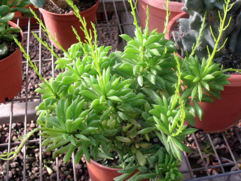 Peperomia dolabriformis (Prayer Pepper) - World of Succulents