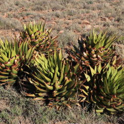 Aloe broomii (Snake Aloe) - World of Succulents