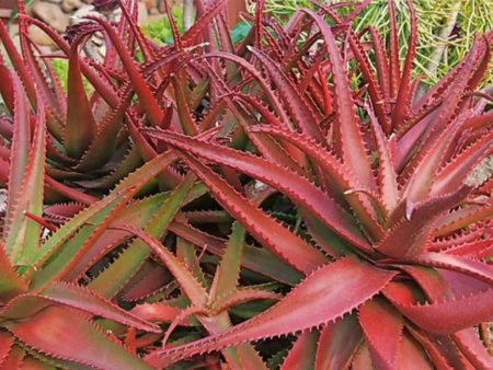 Aloe cameronii (Red Aloe) - World of Succulents
