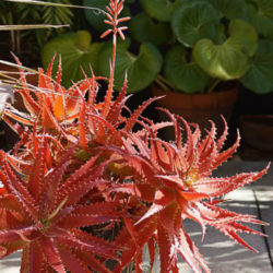 Aloe dorotheae (Sunset Aloe) - World of Succulents