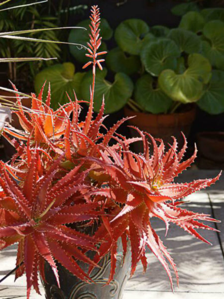 Aloe dorotheae (Sunset Aloe) - World of Succulents