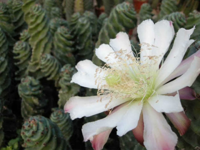 Cereus 'Spiralis' (Spiraled Cereus) - World of Succulents