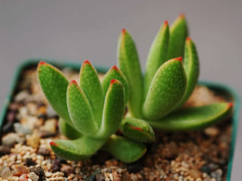 Crassula ausensis - World of Succulents