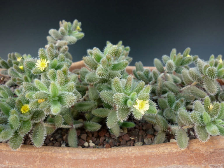 Delosperma echinatum (Pickle Plant) - World of Succulents