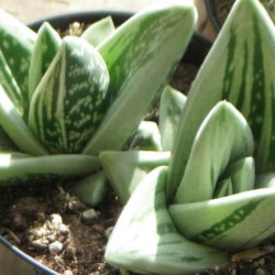 ×Gasteraloe 'Green Ice' - World of Succulents