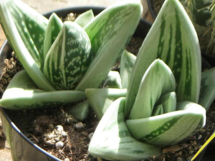 ×Gasteraloe 'Green Ice' - World of Succulents
