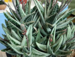 ×Gasteraloe 'Green Ice' - World of Succulents