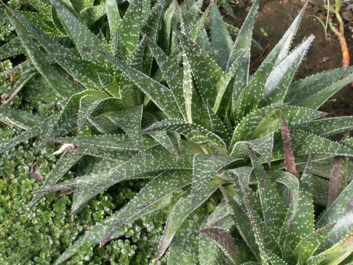 ×Gasteraloe beguinii (Lizard Tail) - World of Succulents