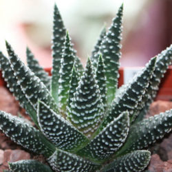 Tulista pumila (Pearl Plant) | World of Succulents