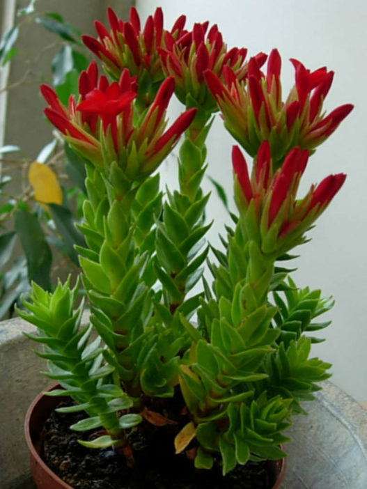 Crassula coccinea (Red Crassula) - World of Succulents