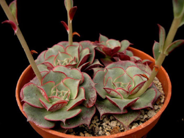 Echeveria longissima - World of Succulents
