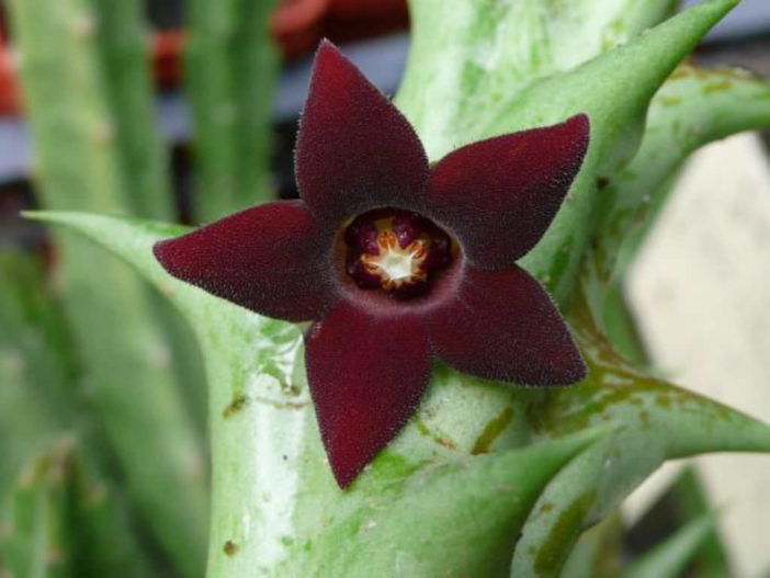 Orbea decaisneana - World of Succulents