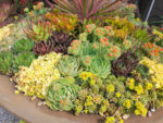3 Tips for Success with Succulents - World of Succulents