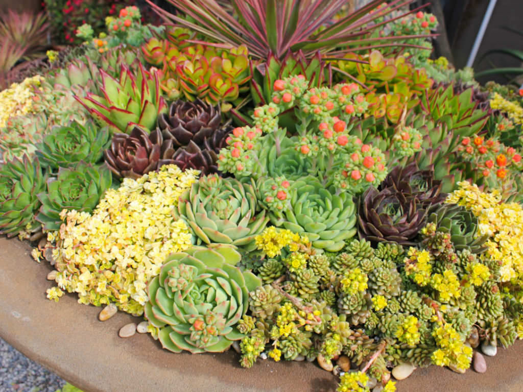 3 Tips for Success with Succulents - World of Succulents
