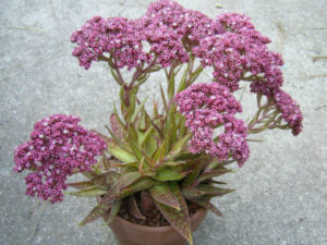 Crassula alba var. parvisepala - World of Succulents