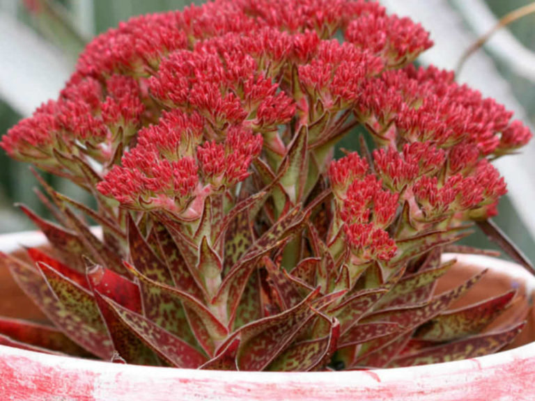 Crassula alba var. parvisepala - World of Succulents