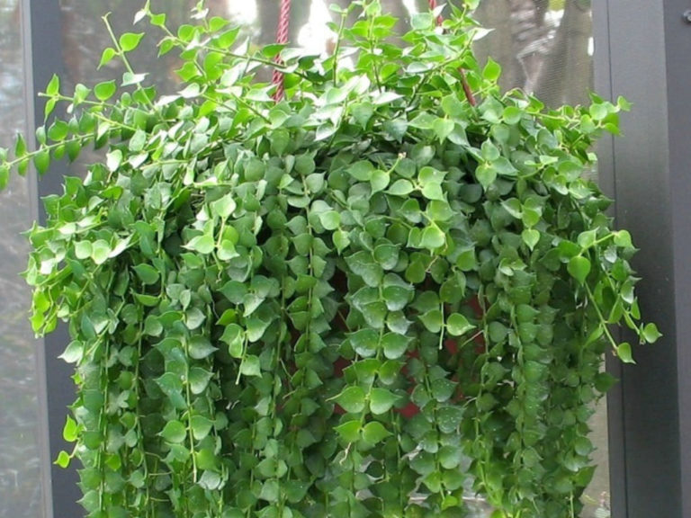 How to Grow and Care for Dischidia - World of Succulents