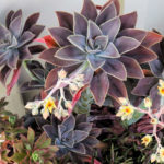 ×Graptoveria 'Fred Ives' - World of Succulents