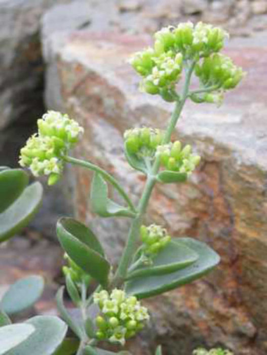Kalanchoe hildebrandtii (Silver Teaspoons) - World of Succulents
