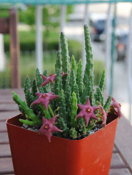 Stapelia paniculata subsp. scitula (Small Starfish Flower) - World of ...
