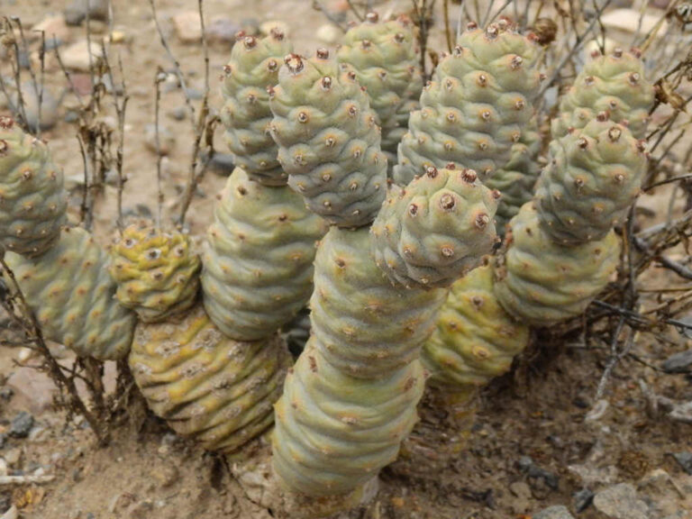 Tephrocactus articulatus (Pine Cone Cactus) - World of Succulents