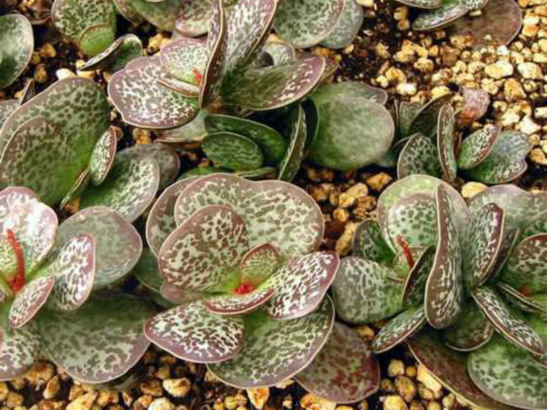 Adromischus maculatus (Calico Hearts) - World of Succulents