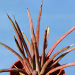 Agave stricta 'Rubra' - World of Succulents