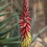 Aloe erinacea - World of Succulents