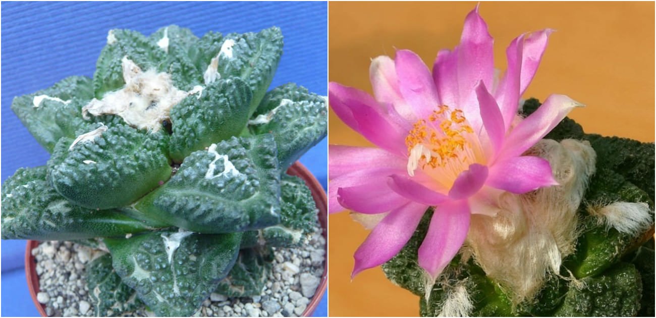 Ariocarpus fissuratus 'Godzilla' - World of Succulents