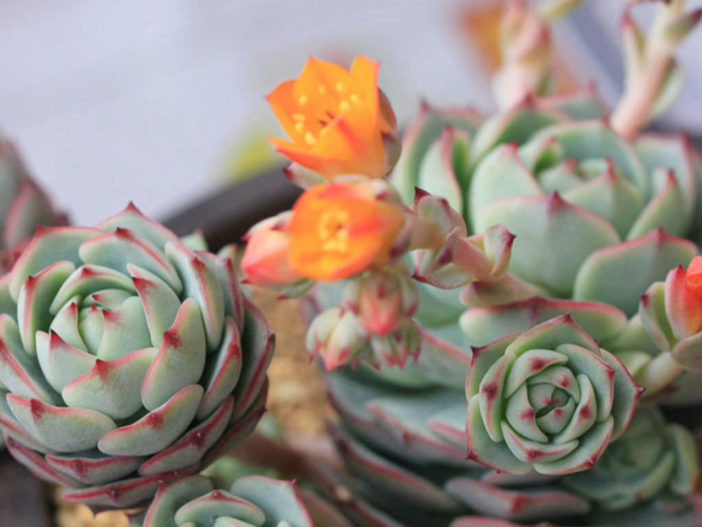 Echeveria 'Captain Hay' - World of Succulents