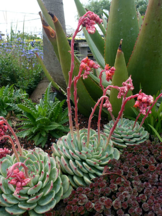 Echeveria colorata - World of Succulents