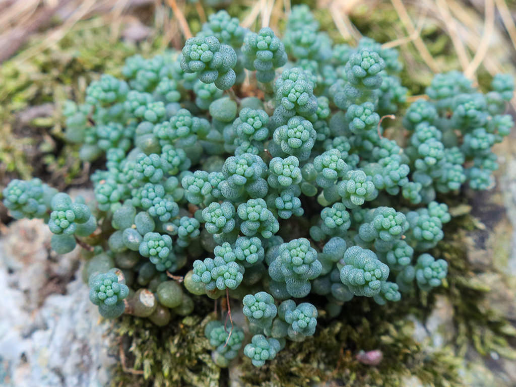 Miniature Sedum