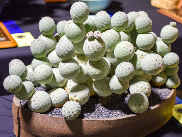 Tephrocactus geometricus - World of Succulents