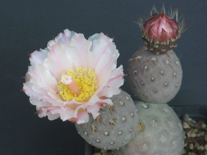 Tephrocactus geometricus - World of Succulents