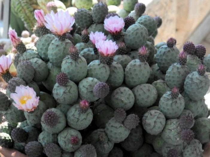 Tephrocactus geometricus - World of Succulents