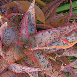 Aloe 'Pink Blush' - World of Succulents