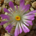 Conophytum burgeri (Burger's Onion) - World of Succulents