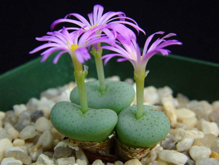 Conophytum wettsteinii - World of Succulents