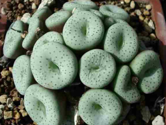 Conophytum wettsteinii - World of Succulents