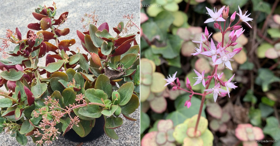 Crassula multicava (Fairy Crassula) - World of Succulents