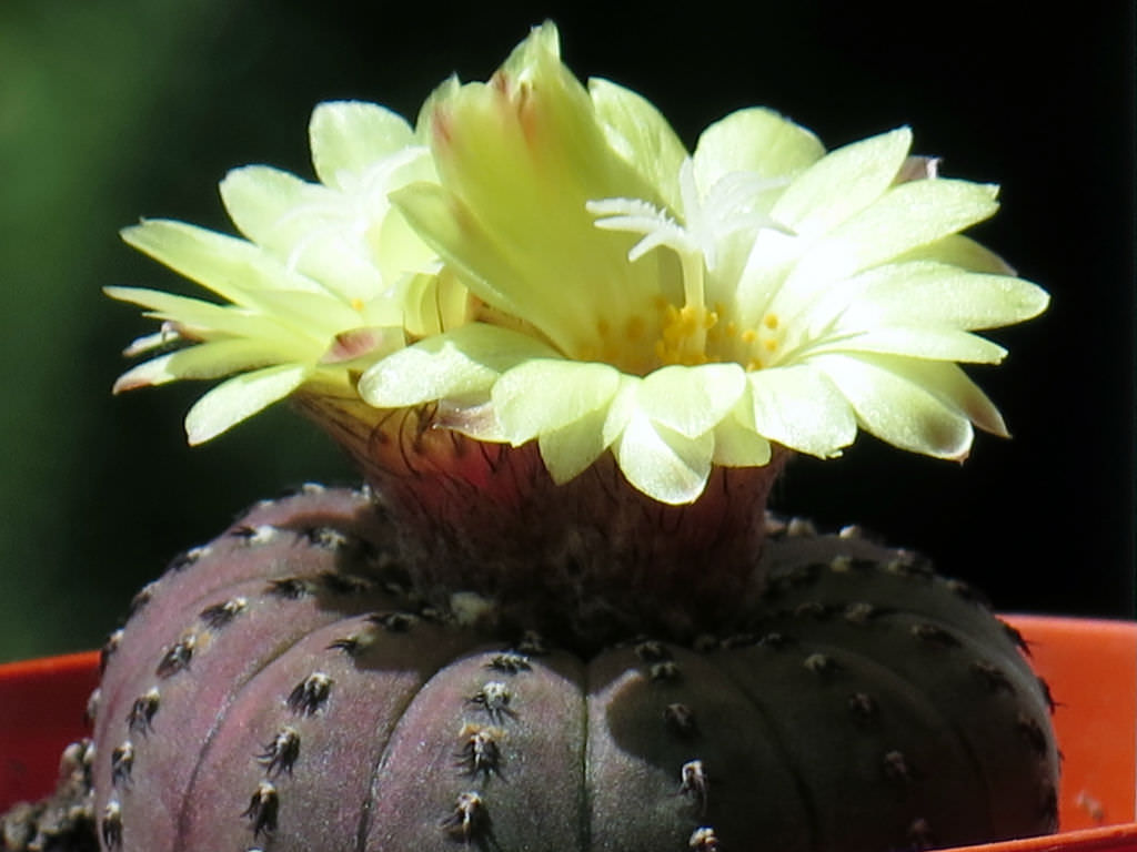 Frailea castanea - World of Succulents