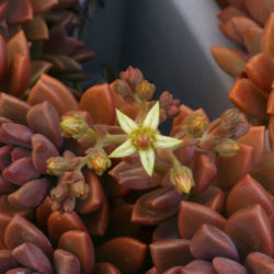 ×Graptosedum 'Bronze' - World of Succulents