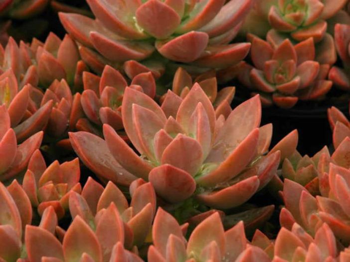 ×Graptosedum 'California Sunset' - World of Succulents