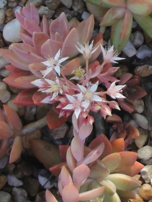 ×Graptosedum 'California Sunset' - World of Succulents