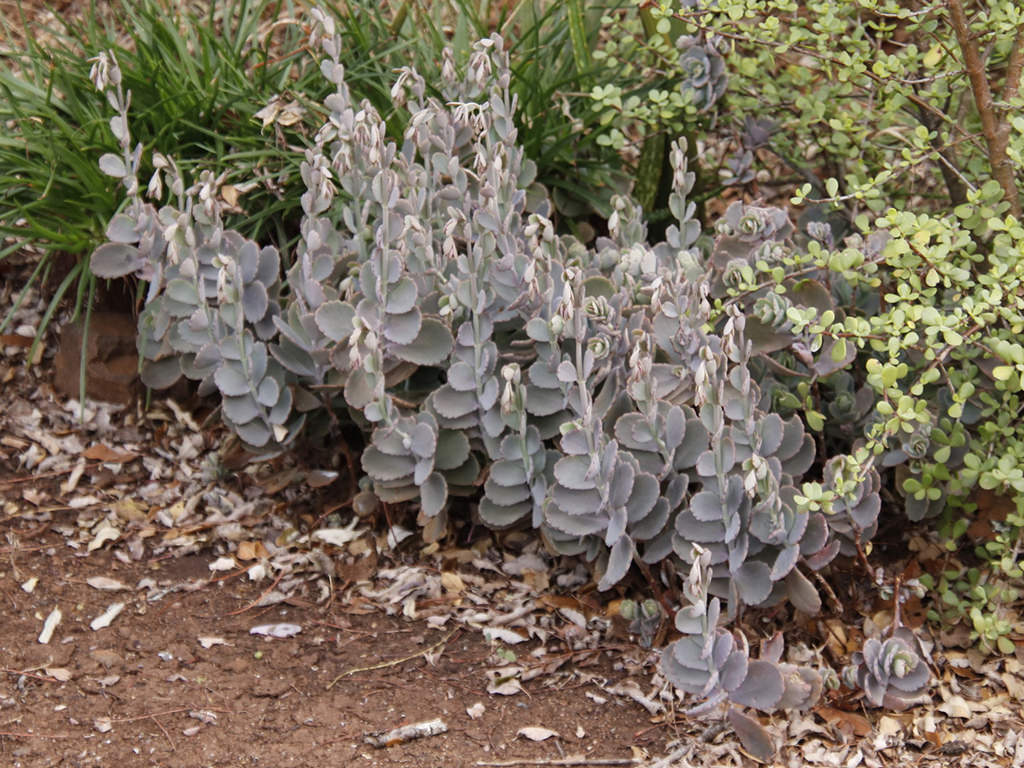 Lavender Scallops Kalanchoe Fedtschenkoi (Lavender Scallops) World